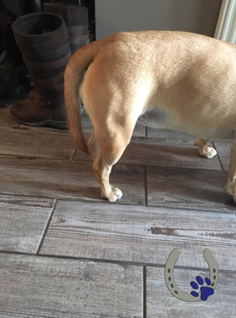 The Broken Wag- Limber tail syndrome