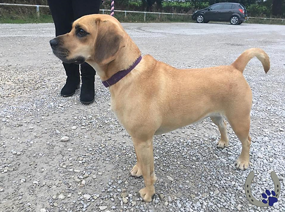 How To Treat Limber Tail In Dogs