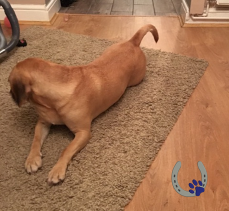 The Broken Wag- Limber tail syndrome