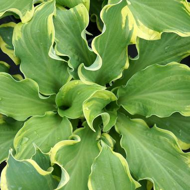 Hosta Whee! | HiddenTimberGardens