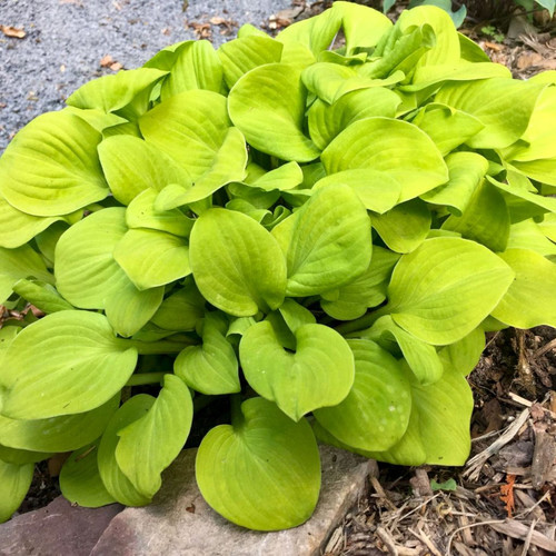 Hosta Sun Mouse | HiddenTimberGardens