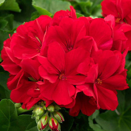 Geranium Calliope Series | HiddenTimberGardens