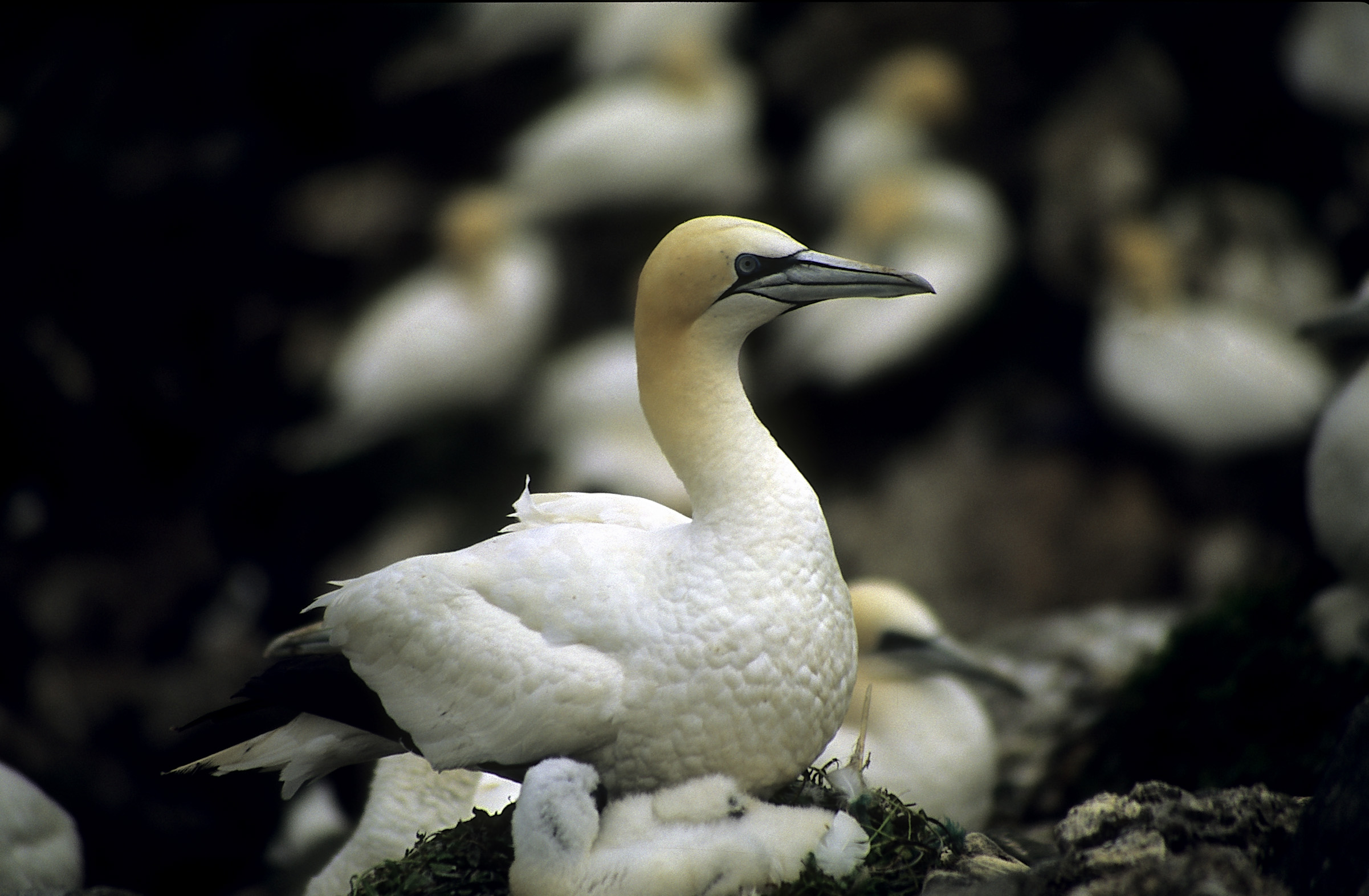 St Kilda Wildlife