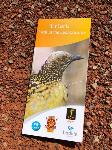 Tirtarti: Birds of Leonora Brochure FREE | ngalia