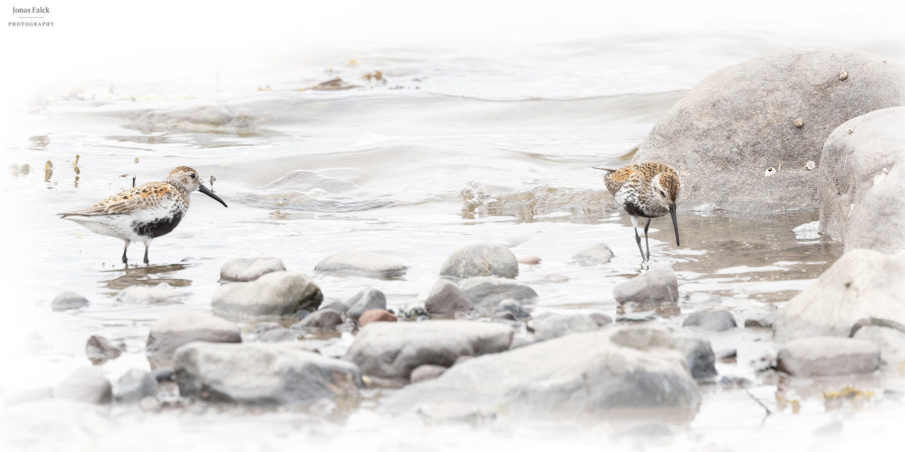 Jonas Falck | Naturfotograf och biolog