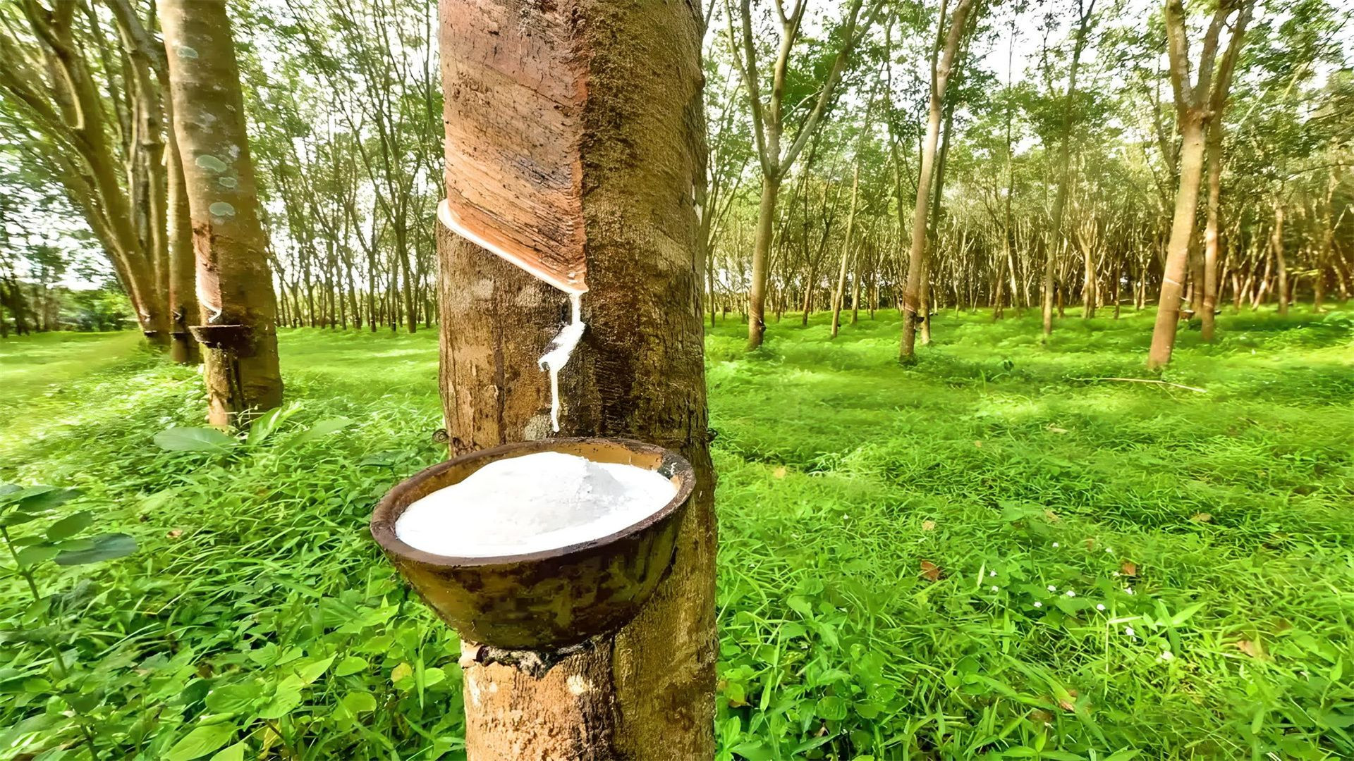Sunsirs: Global Natural Rubber Market Continues to Strengthen | ANRPC ...
