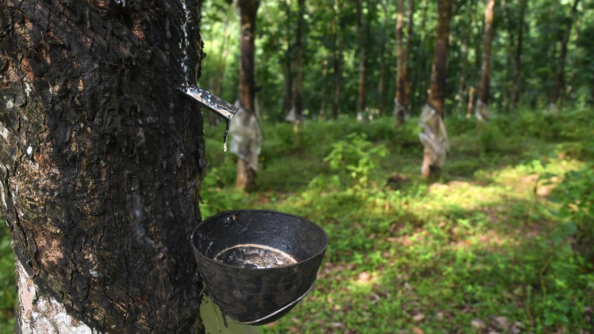 Rubber producers seek to explore export market; Rubber Board convenes ...