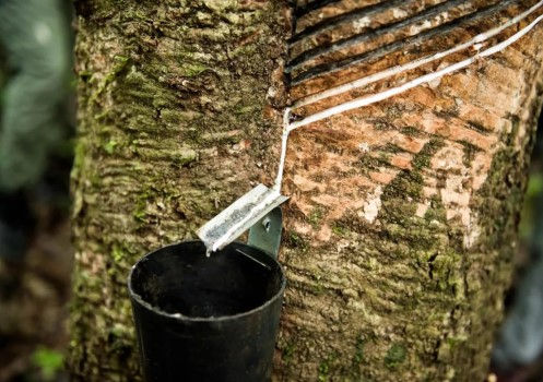 SunSirs: Thailand's Natural Rubber and Mixed Rubber Exports Increased ...