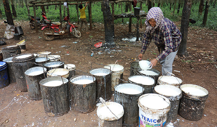 Cambodia’s rubber exports rise by 123 percent | ANRPC - 2023