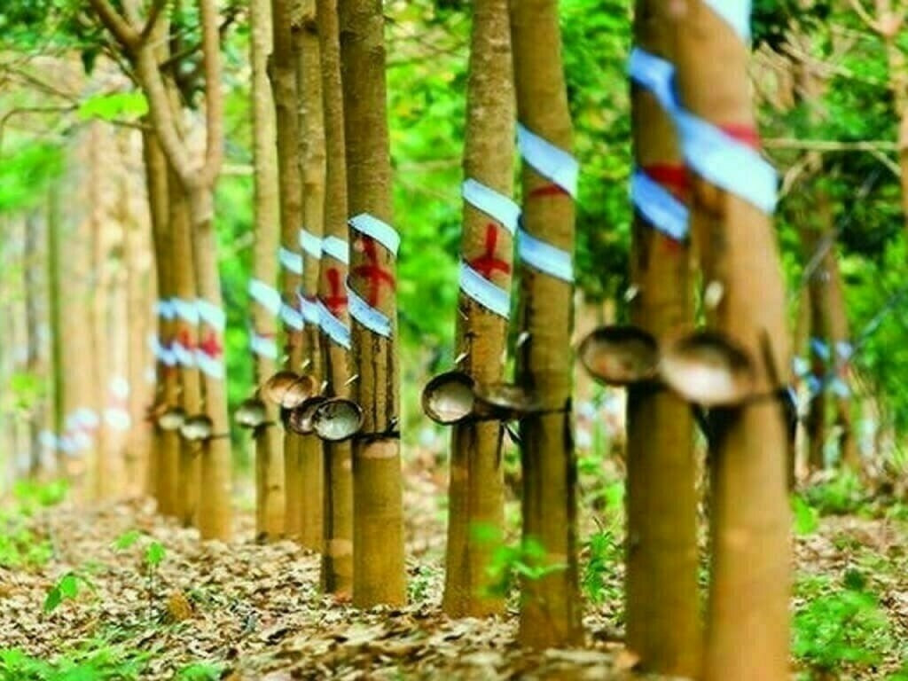Japanese rubber futures climb | ANRPC - 2023