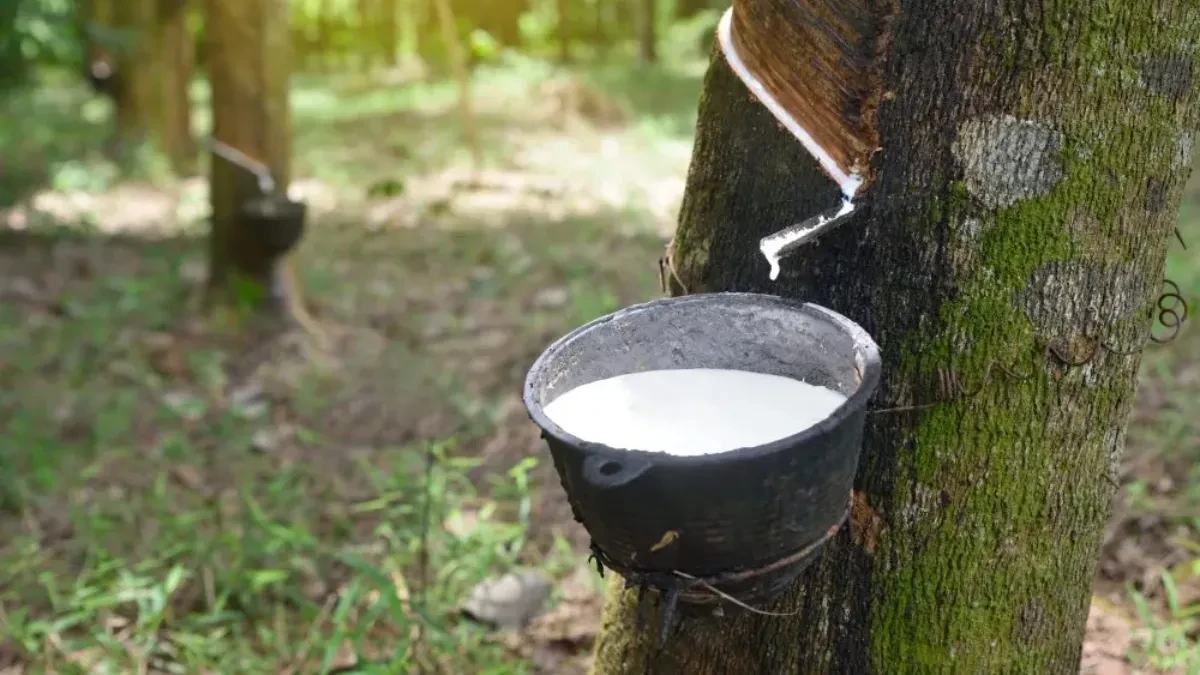 SunSirs: Thailand's Natural Rubber and Mixed Rubber Exports Increased ...