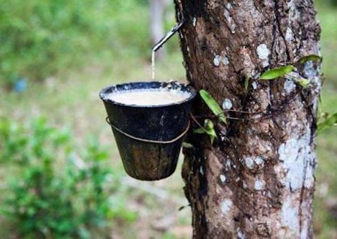 Rubber Market Ends Higher, Tracking Uptrend In Regional Futures | ANRPC ...