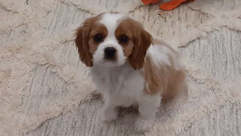 Noble Ridge Cavaliers