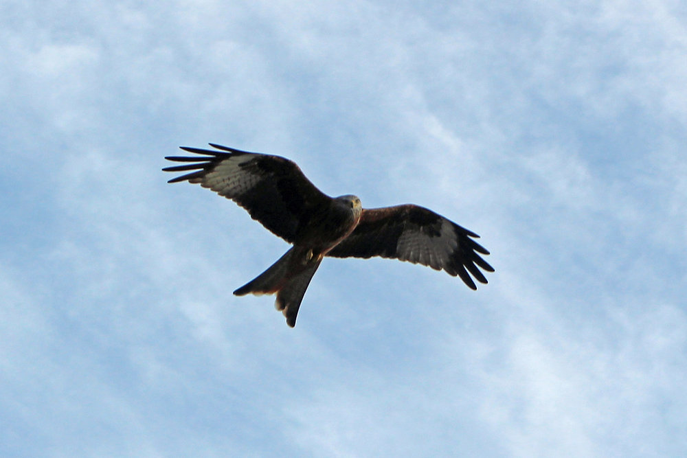 Trip to Red Kite Feeding Station at Laurieston