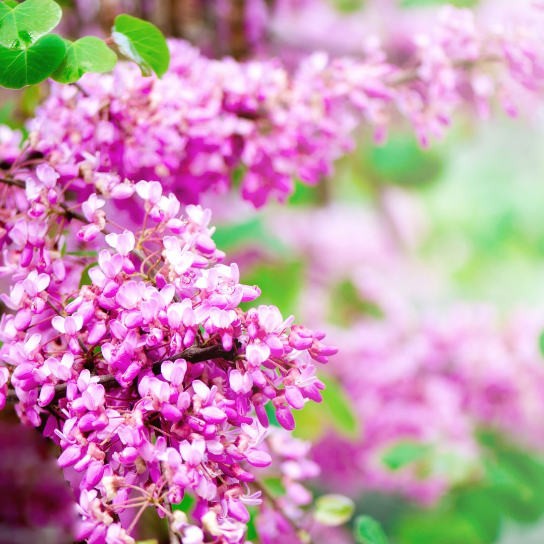 Bloomin' Bonanza! Opening Day of Seeds of Change | Howard EcoWorks