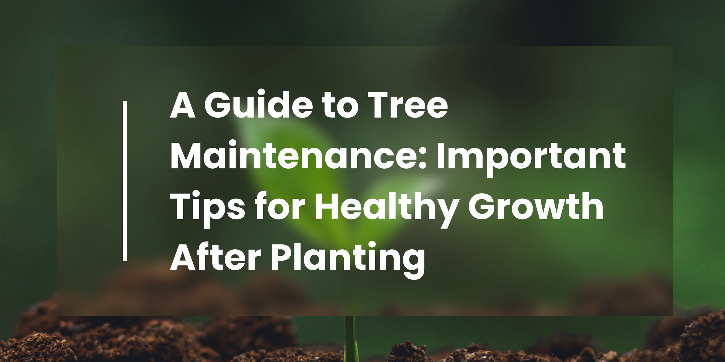 A Guide to Tree Maintenance: Important Tips For Healthy Growth After ...