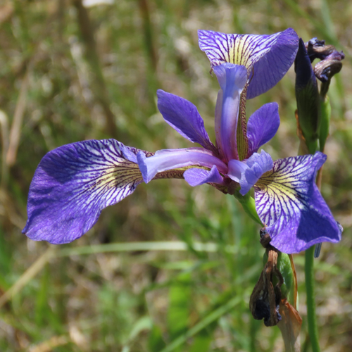 Blueflag Iris | Howard EcoWorks