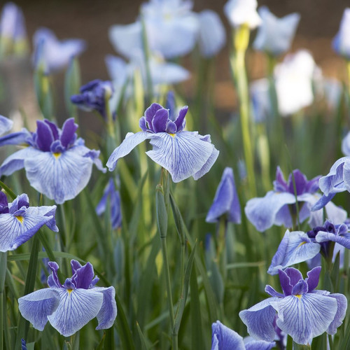 Blueflag Iris | Howard EcoWorks