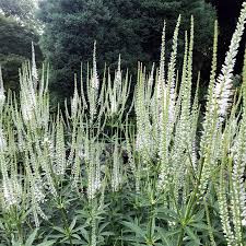 Culver's Root | Howard EcoWorks