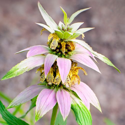 Spotted Bee Balm | Howard EcoWorks