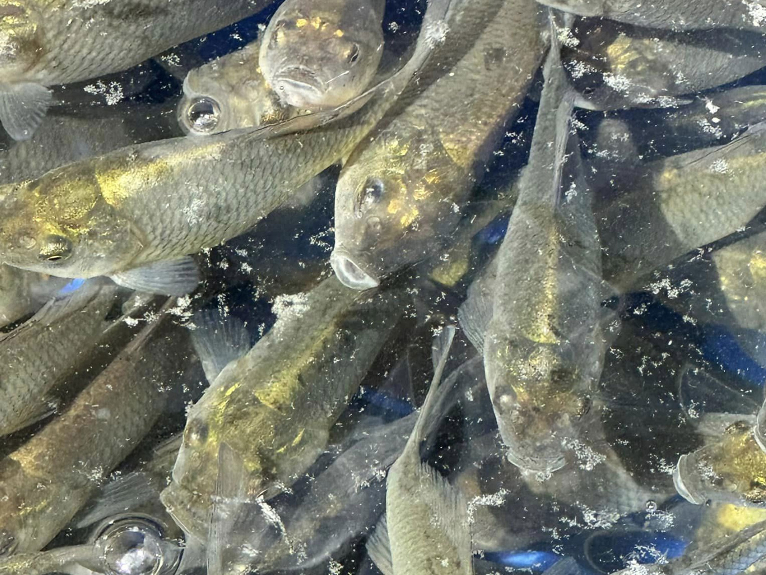 How to keep fish healthy | Babylon Fish Farm, Tonbridge