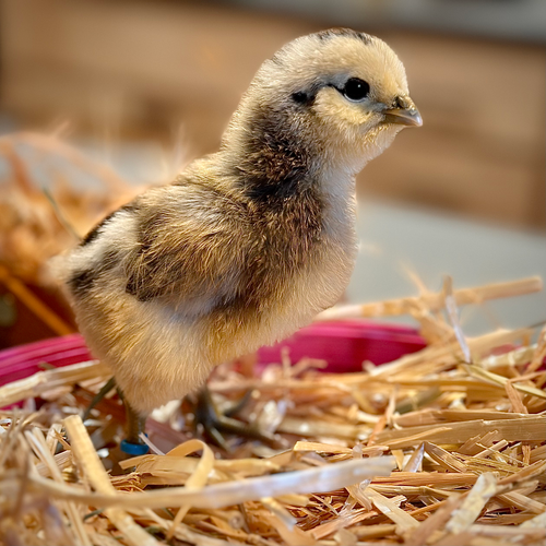 Barnyard Mix Chicks | Fluffy Griffin Ranch