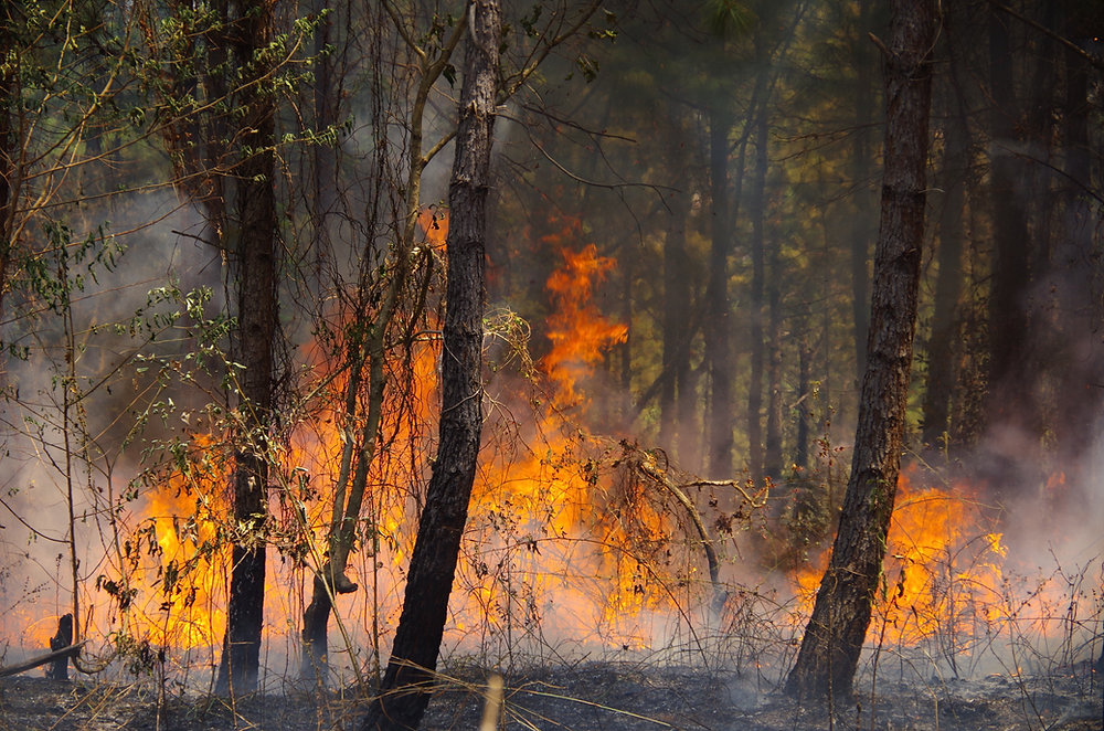 Firebreaks, firebreaks, firebreaks!!
