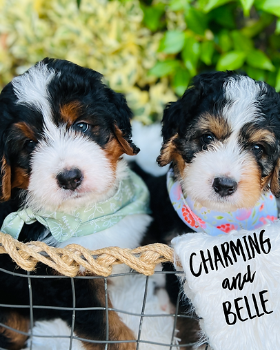 Puppies | Brookside Doodles