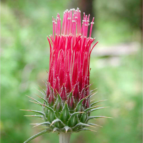 Arizona Thistle Seed, Cirsium arizonicum | Borderlands Plants