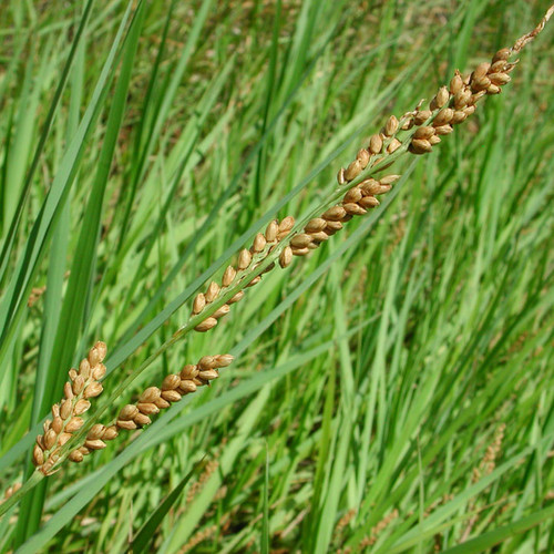 Vine Mesquite, Hopia obtusa, container plant | Borderlands Plants