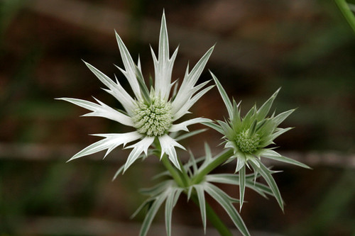Wright's Eryngo, Eryngium heterophyllum, container plant | Borderlands ...