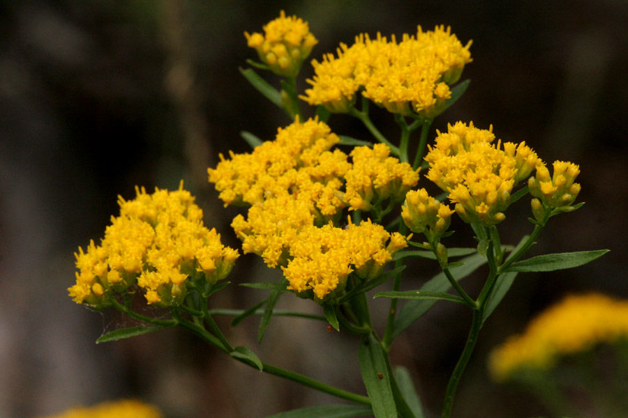 PERENNIAL FORBS | Borderlands Plants