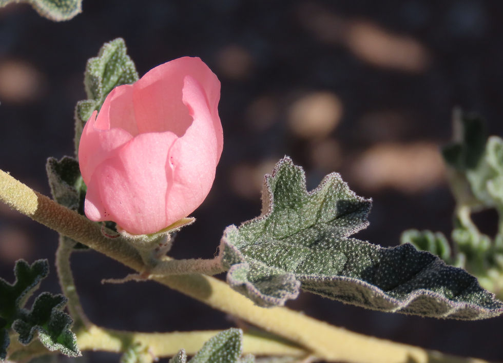 PERENNIAL FORBS | Borderlands Plants 2/4