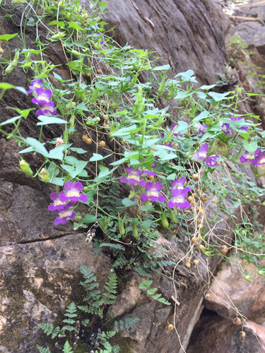 Climbing Snapdragon Seed, Maurandya antirrhiniflora | Borderlands Plants