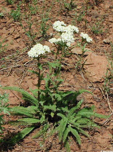 Common Yarrow, Achillea millefolium, container plant | Borderlands Plants