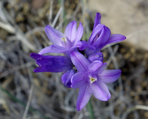 Blue Dicks/Desert Hyacinth Seed, Dichelostemma capitatum | Borderlands ...