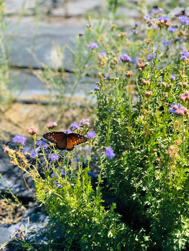 Gregg's Mistflower, Conoclinium greggii, container plant | Borderlands ...