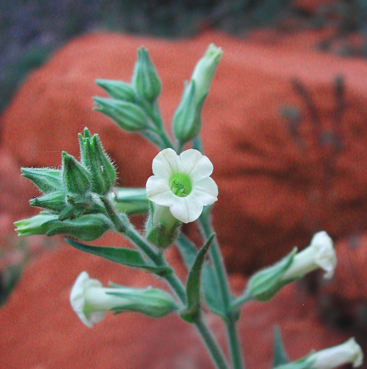 PERENNIAL FORBS | Borderlands Plants