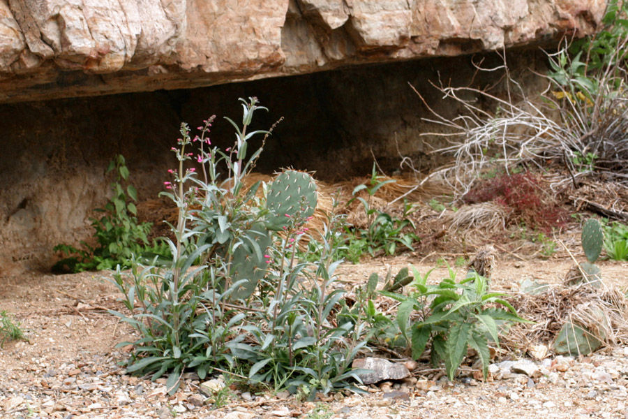 PERENNIAL FORBS | Borderlands Plants 3/4