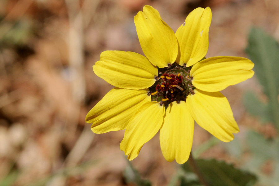 PERENNIAL FORBS | Borderlands Plants 3/4