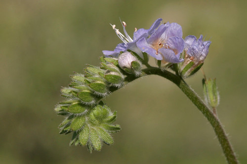 Wild Heliotrope/Scorpion Weed Seed, Phacelia spp. | Borderlands Plants