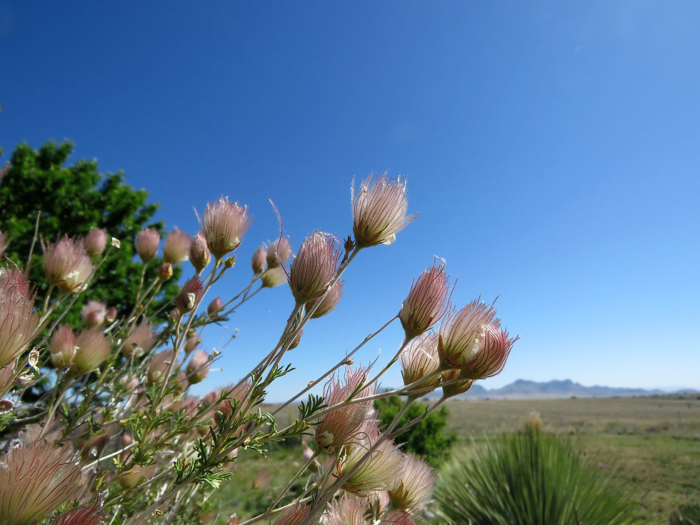 Apache Plume, Fallugia paradoxa, container plant | Borderlands Plants