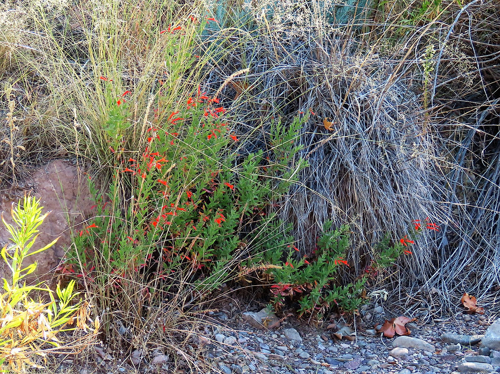 PERENNIAL FORBS | Borderlands Plants 2/4