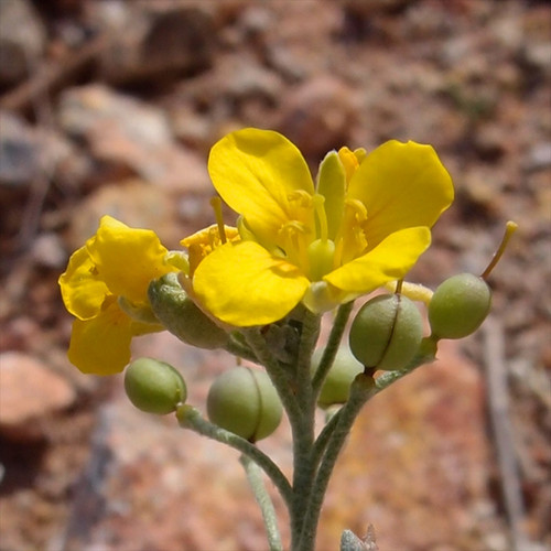 Bladderpod Seed, Physaria gordonii | Borderlands Plants