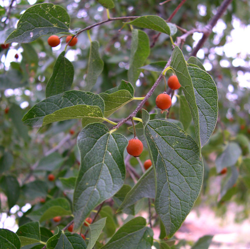 Netleaf Hackberry, Celtis reticulata, container plant | Borderlands Plants