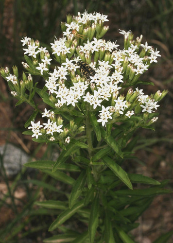 Saw-Tooth Candyleaf, Stevia serrata, container plant | Borderlands Plants