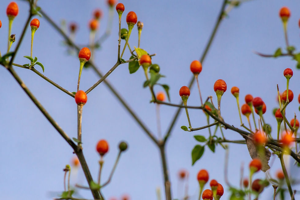 PERENNIAL FORBS | Borderlands Plants