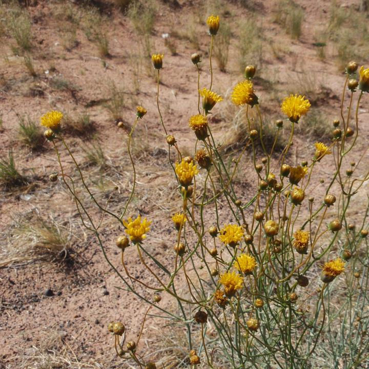 WILDFLOWERS | Borderlands Plants 2/2