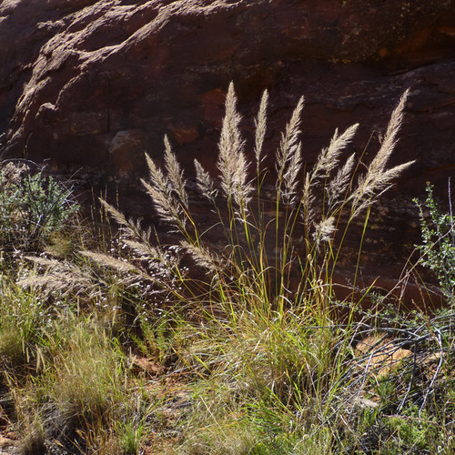 Bullgrass Seed, Muhlenbergia emersleyi | Borderlands Plants