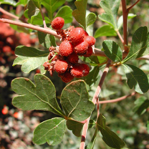 Skunkbush Sumac, Rhus trilobata, container plant | Borderlands Plants